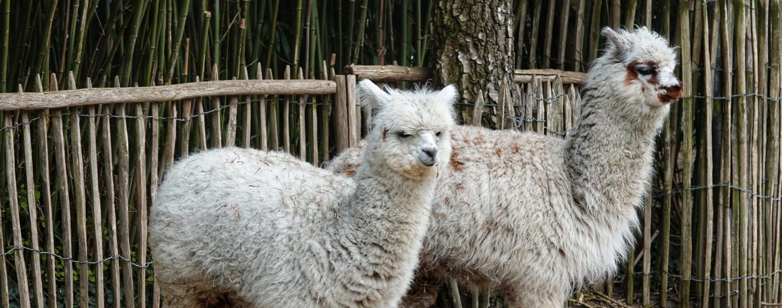 Suri & Huacaya alpaca - Bestzoo