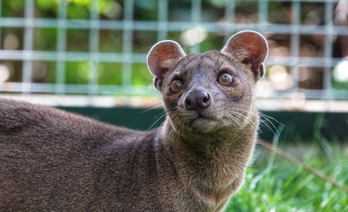 Fossa - Bestzoo
