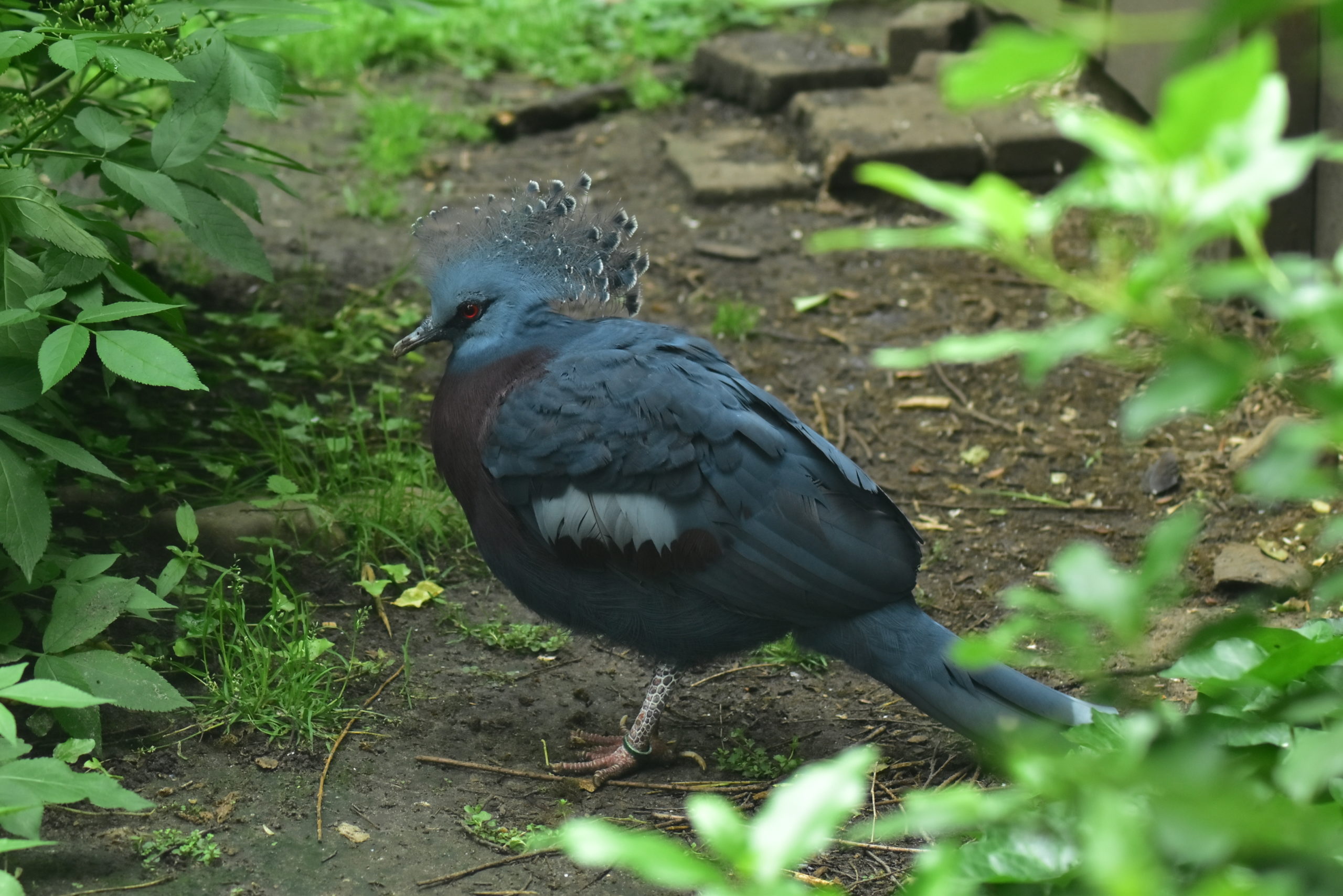 Victoriaanse kroonduif - Bestzoo
