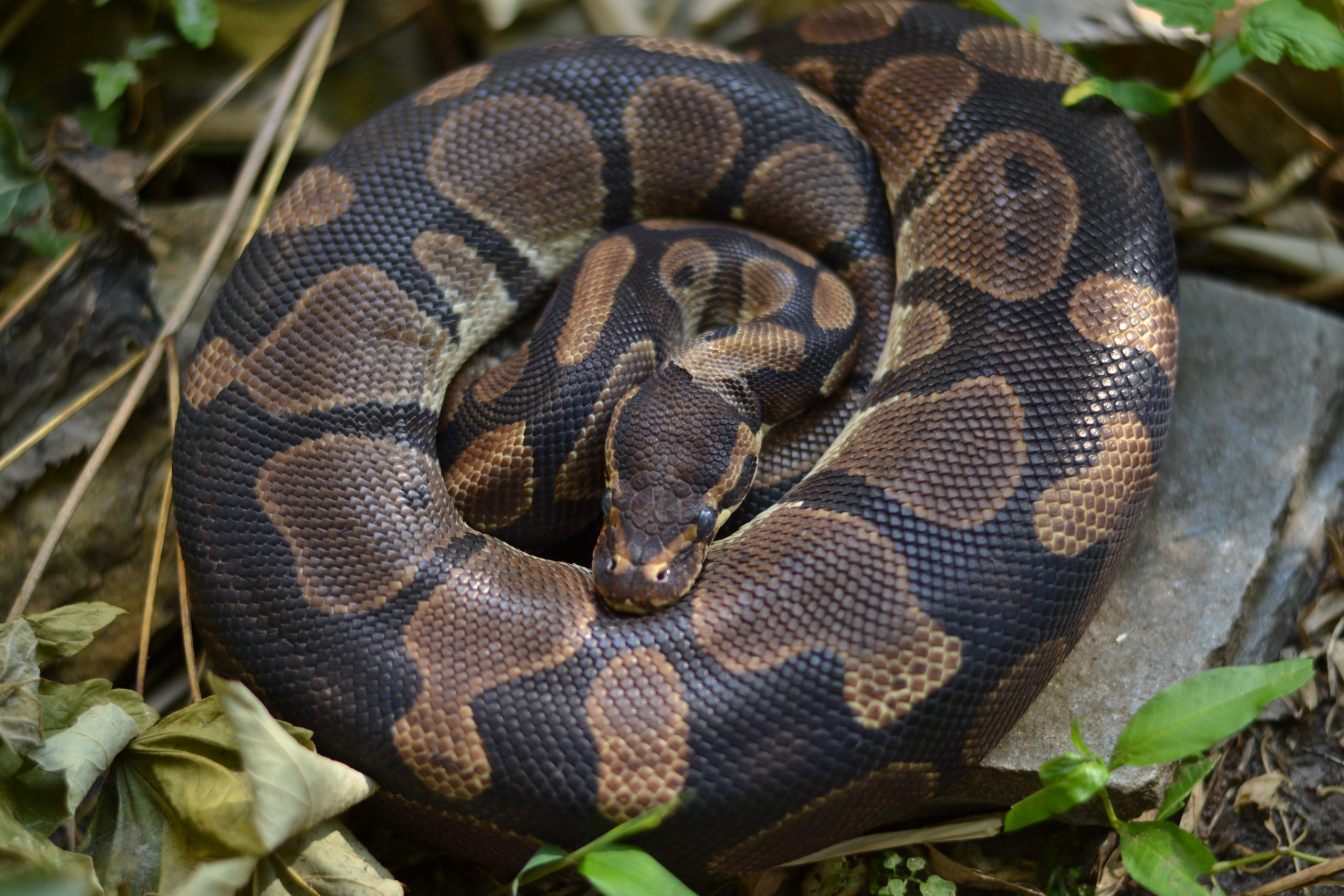 Koningspython - Bestzoo