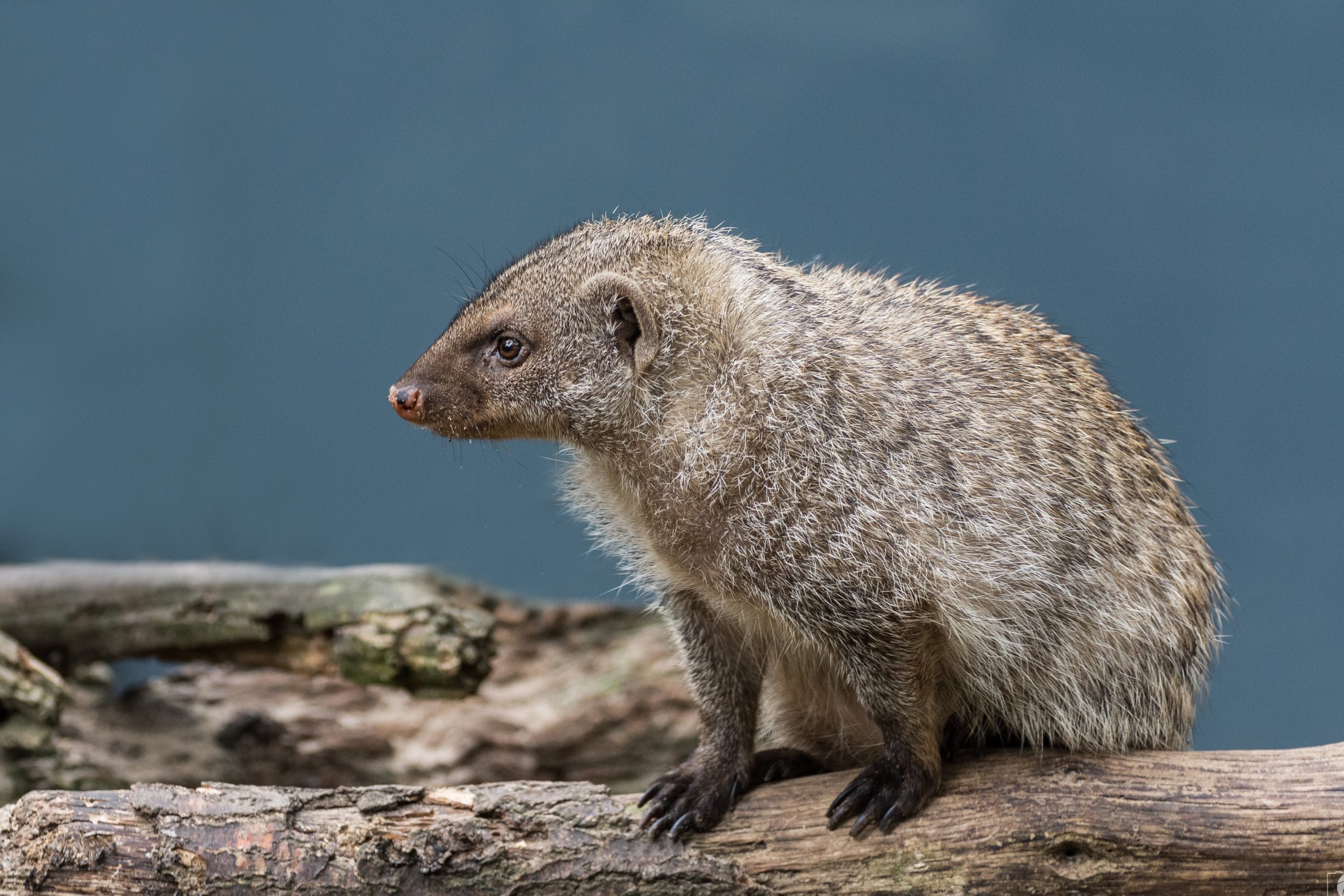 Zebramangoeste - Bestzoo