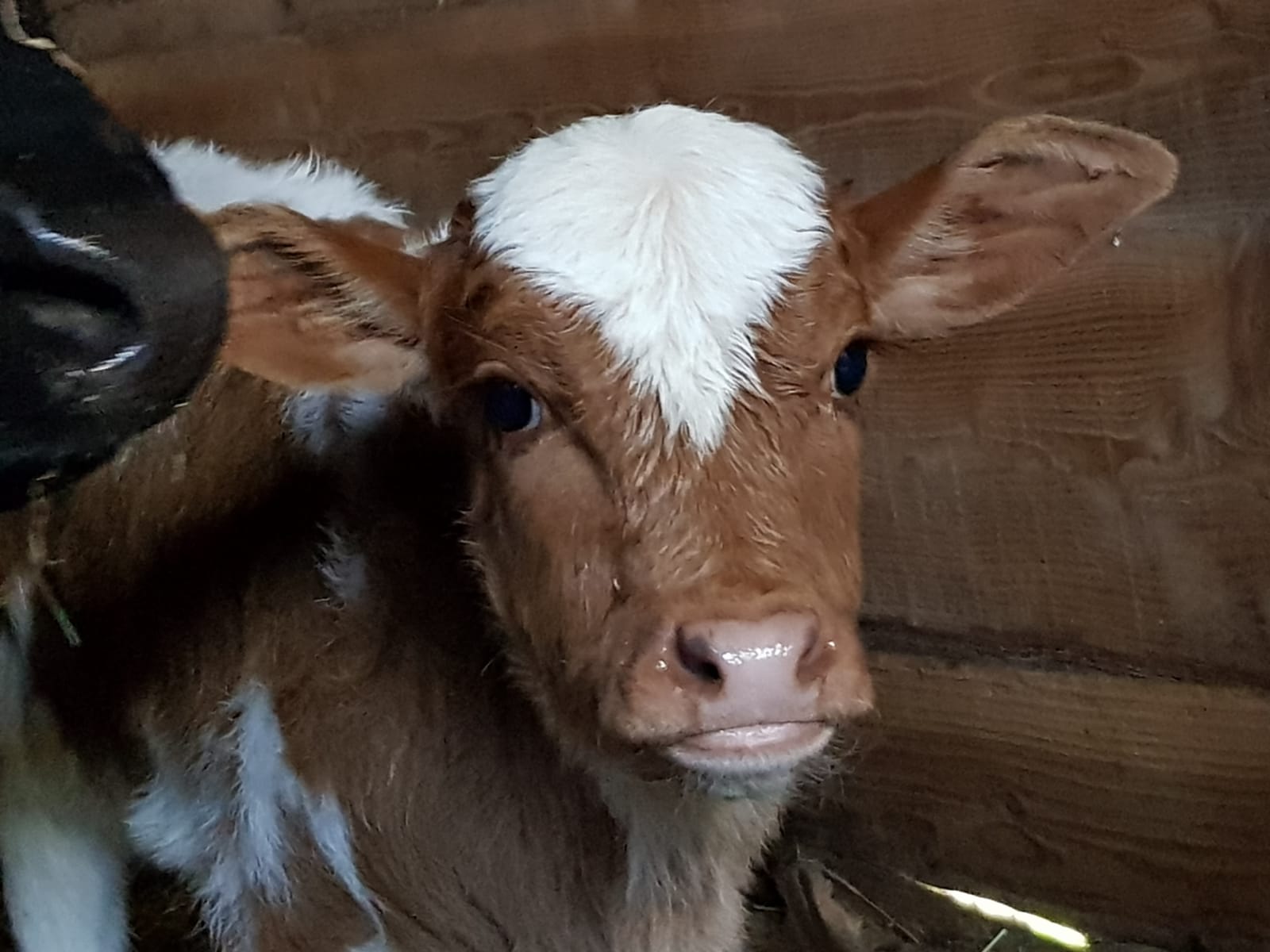 Dwergzeboe - Bestzoo