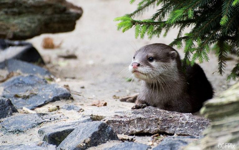 Aziatische kleinklauw otter - Bestzoo