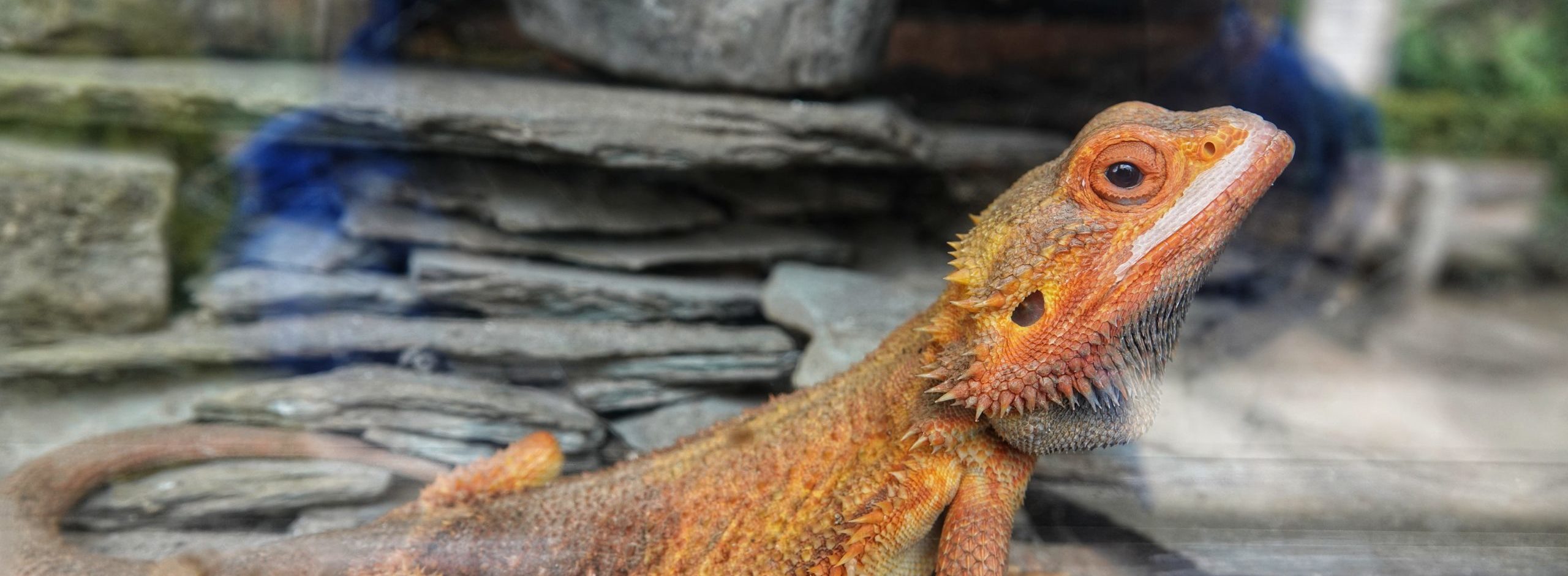 Baardagame - Bestzoo