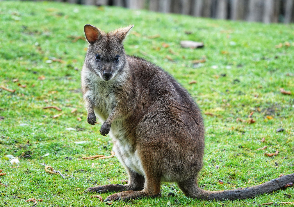 Parmawallaby - Bestzoo