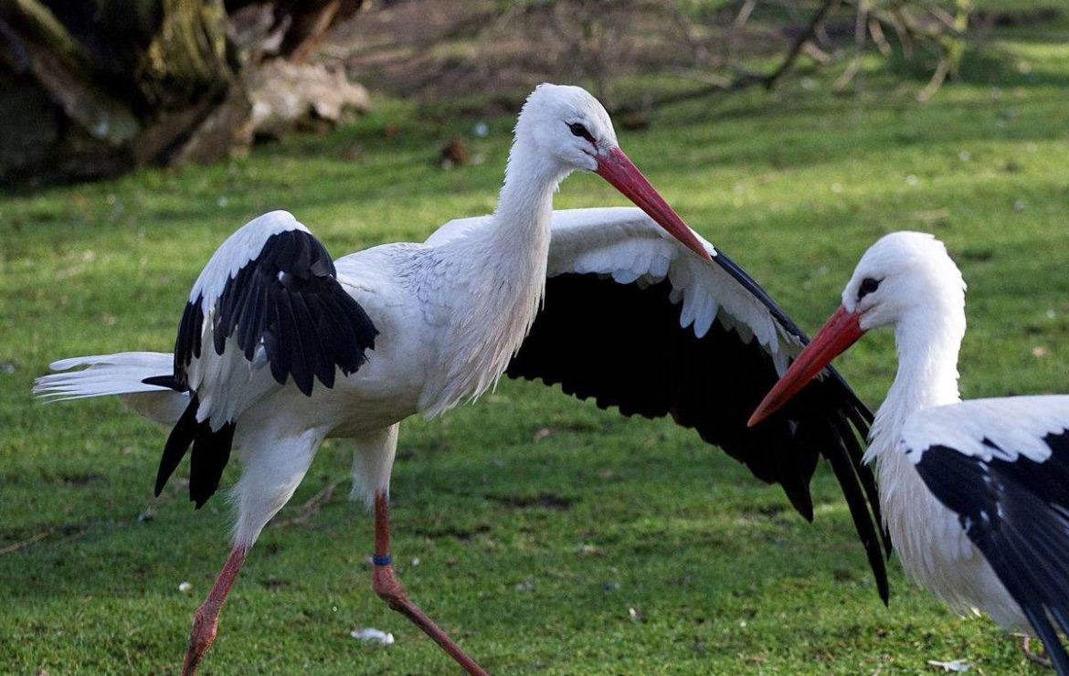 Europese Ooievaar - Bestzoo