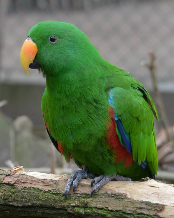 Edelpapegaai - Bestzoo