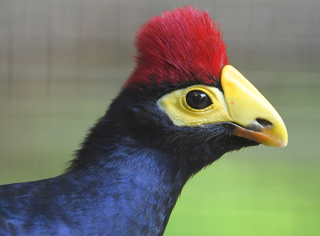 Lady Ross Toerako - Bestzoo