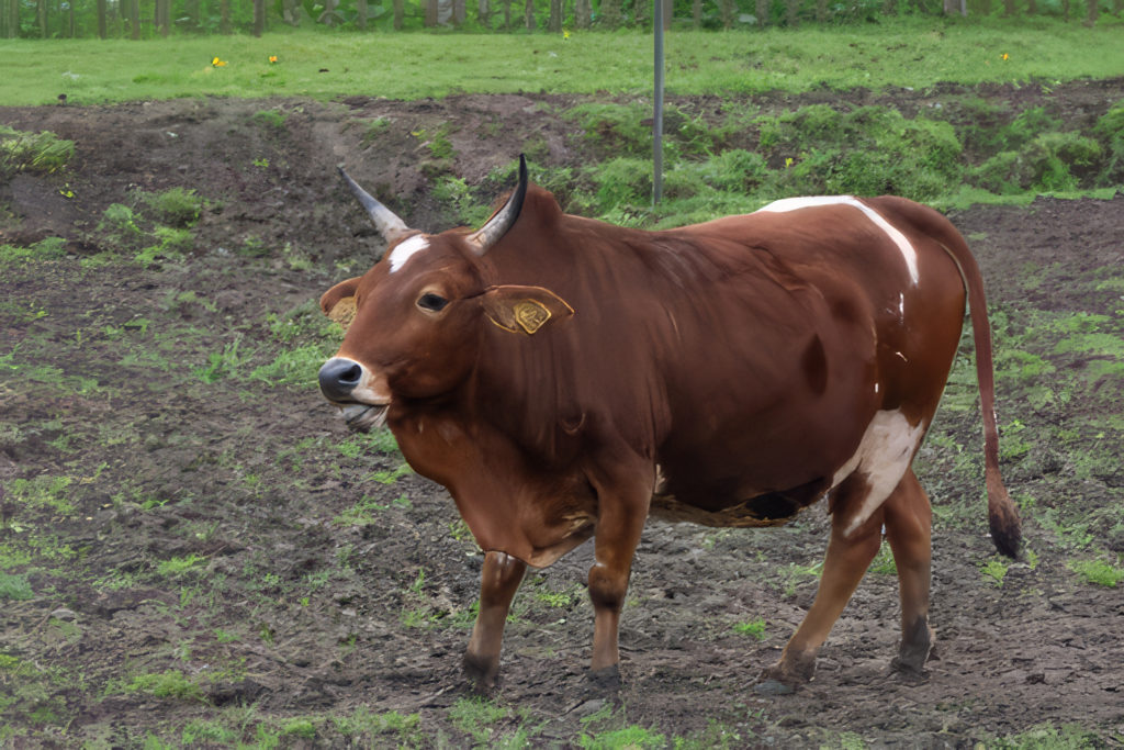 Dwergzeboe - Bestzoo