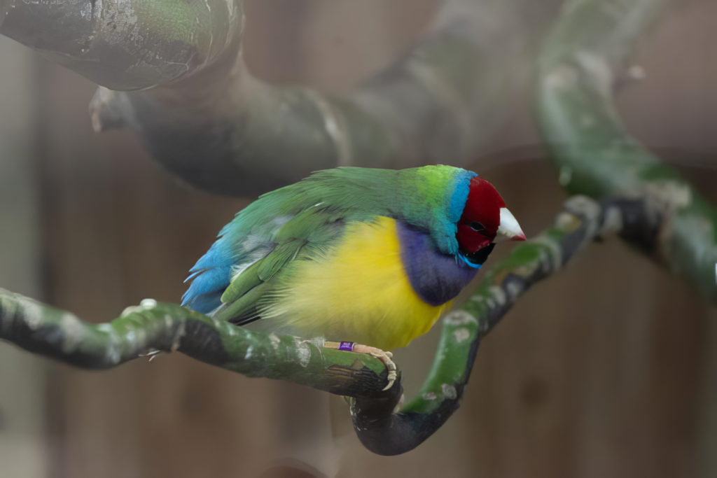 Gould's Amadine - Bestzoo