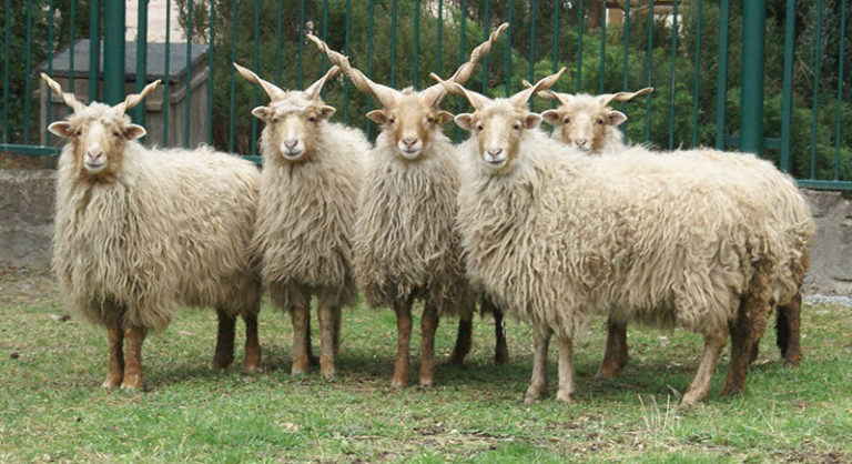 Racka schaap - Bestzoo